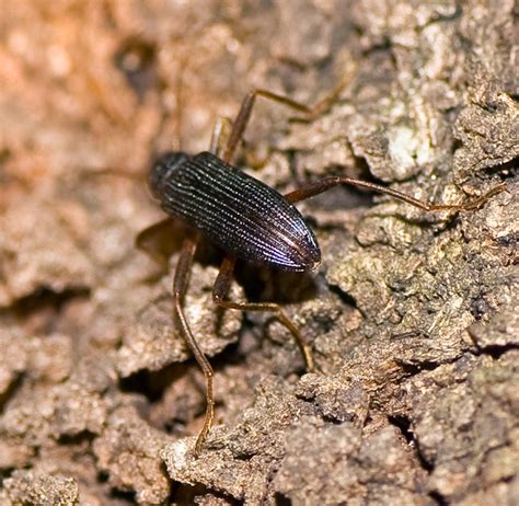 Allecula fuliginosa probably Making His Escape オオクチキムシ Flickr