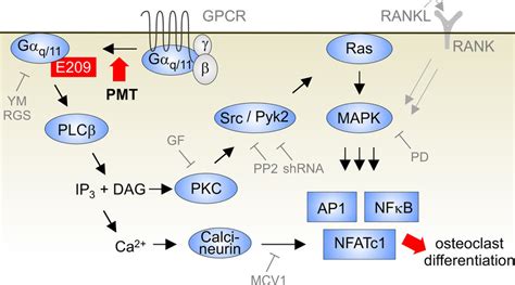 Scheme Of Pmt Induced Signal Transduction Pathway To Stimulate