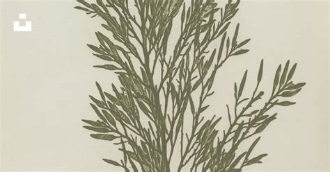 녹색 잎이 있는 나뭇가지 그림 사진 Unsplash의 무료 식물 이미지