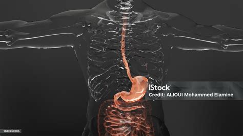 Human Stomach And Esophagus Anatomy Structure Body With Digestive