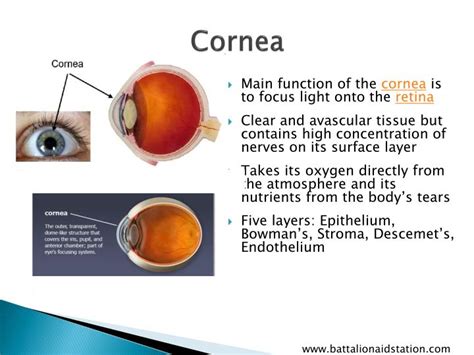 Ppt Basic Ocular Anatomy Powerpoint Presentation Id1859592