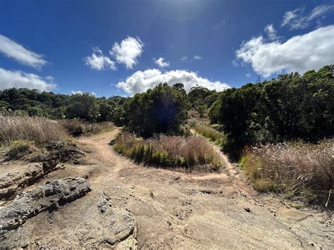 Hiking The Iliau Nature Loop Trail In Kauaʻis Waimea Canyon — Noahawaii
