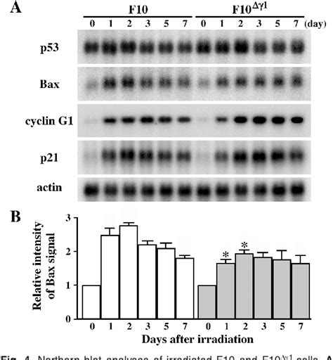 Figure 4 From A Truncated Isoform Of The Pp2a B56 Semantic Scholar