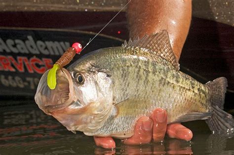 Never Jig A Crappie Jig Crappie Jigs Crappie Crappie Fishing Tips