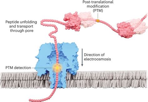 Gregorio Romero Candel On Linkedin Unfolding The Path To Nanopore Protein Sequencing Nature