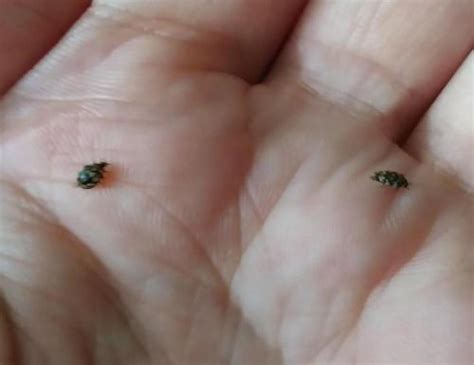 Tiny Striped House Beetles In The Insect And Bug Id Forum