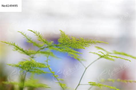 文竹特写高清图片下载 红动中国