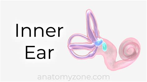 Inner Ear Cochlea Vestibule Semicircular Canals Anatomyzone