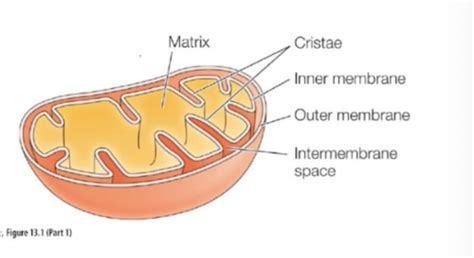 Biol 415 Chapter 13 Mitochondria Flashcards Quizlet