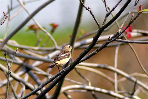 春のノビタキ ぶらり自然散歩