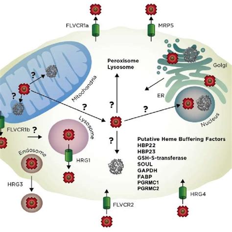 Pdf From Synthesis To Utilization The Ins And Outs Of Mitochondrial Heme