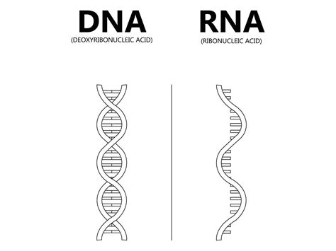 DNA Vs RNA Vector Illustration Educational Genetic Acid Explanation Diagram Nucleobase