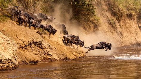 Bing Hd Wallpaper Oct 15 2024 Great Wildebeest Migration At Mara River Kenya Bing Wallpaper