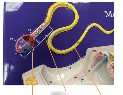 Sperm Diagram Quizlet