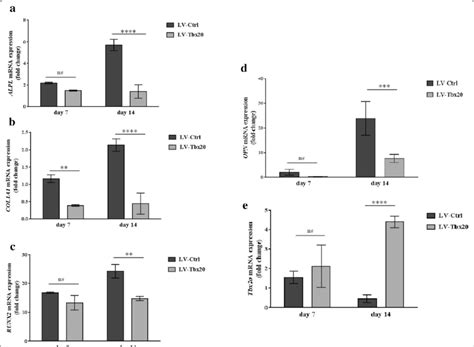 Analysis By Rt Qpcr Of The Expression Of The Osteoblast Marker Genes