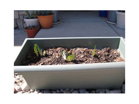 Advice On Iris In Container Pics