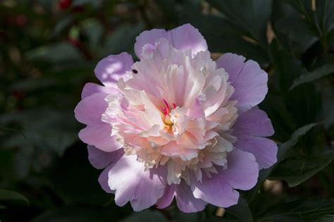 모란 꽃 자연 Pixabay의 무료 사진 Pixabay