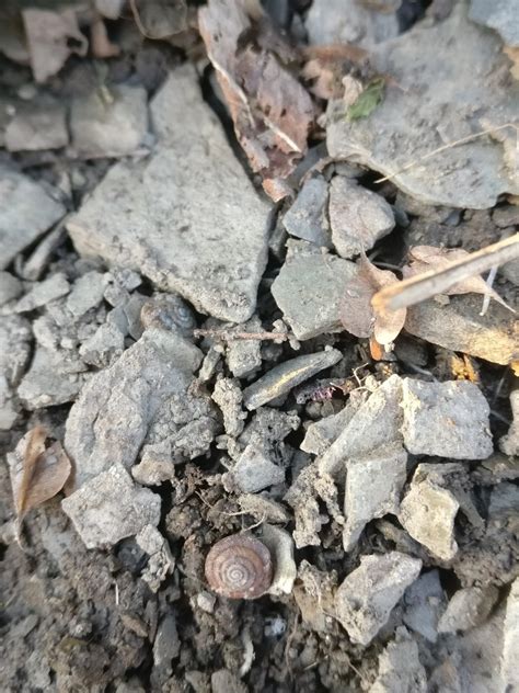 Punctum Punctum Picture Insect