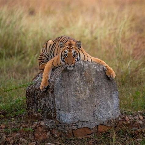 Harsha Narasimhamurthy On Linkedin Tadoba