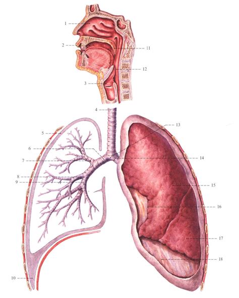呼吸系统全貌 系统解剖学图谱