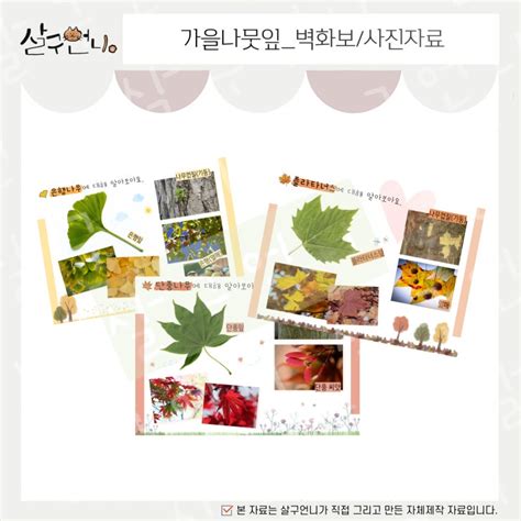 [살구언니] 가을사진자료 가을나뭇잎알아보기 과학영역게시 이야기나누기 네이버 블로그