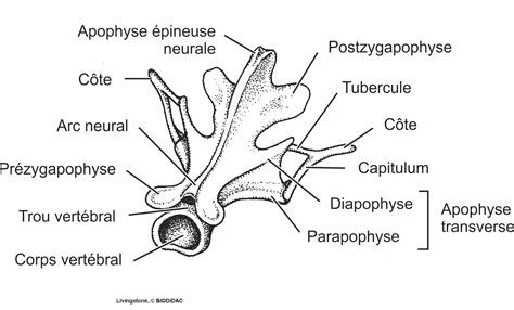 Necturus Maculosus · Biodidac