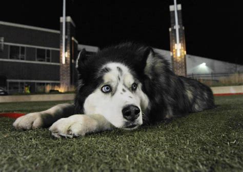 Northern Illinois Huskies High Fiving Mascot Diesel To Retire After