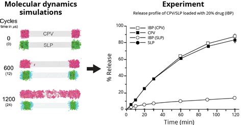 Advancing The Design And Optimization Of Drug Formulations With Coarse Grained Molecular