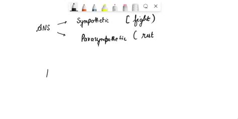 While Performing A Dissection Of An Unknown Nerve In The Body You Find Some Neurons With Long
