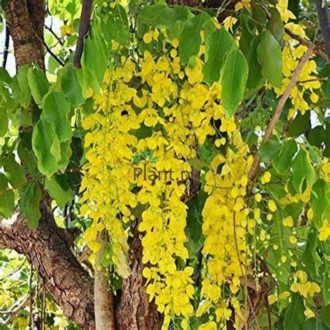 Amaltas Seeds Plant Pk