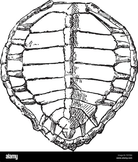 Turtle Shell Is A Highly Complicated Shield For The Ventral And Dorsal