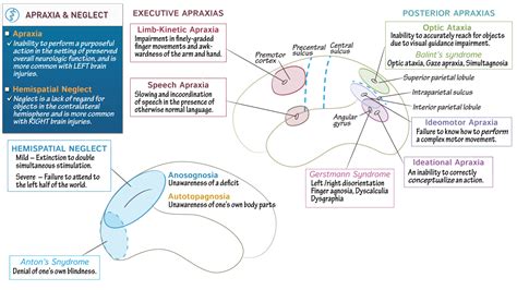 Usmle Comlex Step 1 Apraxia And Neglect Ditki Medical And Biological Sciences