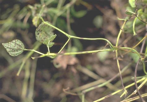 Angular Leaf Spot Bean Ipm Angular Leaf Spot Bean Ipm