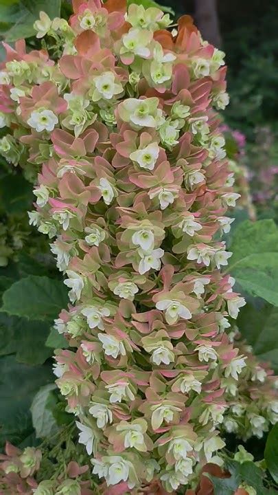 떡갈잎수국 스노우플레이크 Youtube