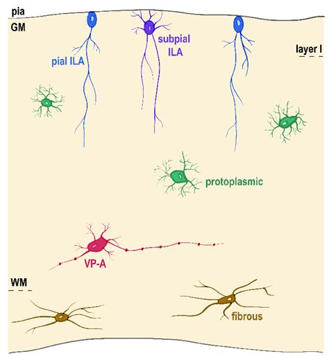 Astrocyte Subtypes In The Human Cerebral Cortex Protoplasmic Download Scientific Diagram
