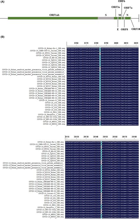 Variability Within 34 Sars‐cov‐2 Full Genomic Sequences In China From Download Scientific