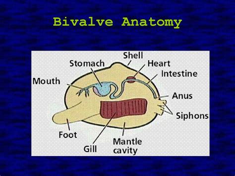 Phylum Molluska Over 50000 Species Ppt Download