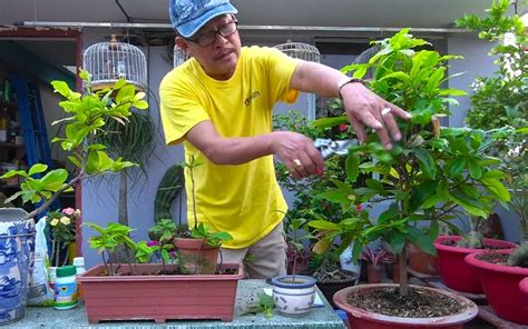 C Ch Tr Ng V Ch M S C Mai Con Nhanh L N