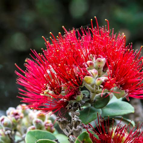 What To Know About Hawaiis ʻŌhiʻa Lehua Tree Hawaii Aloha Travel