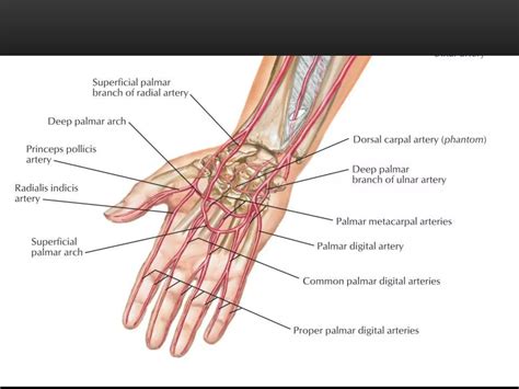 Flexor Compartment Of Forearm Pptx