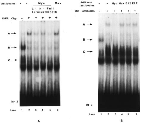 Analysis Of Factors Binding To Inr 3 The Inr 3 Oligonucleotide Was