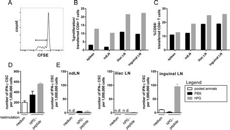 Injection With Hpg Peptide Results In Proliferation And Activation Of