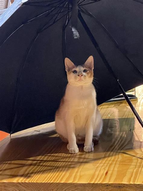 九龍灣泰國餐廳貓店長「泰妹」被抱走 年輕情侶涉盜竊被捕 星島日報