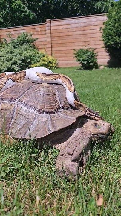 Lets Riiiide🤘😎 Royalpythons Ballpython Pythonregius