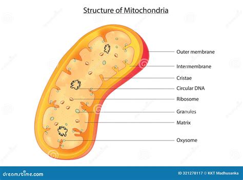 Structure Of Mitochondria Cartoon Vector 321278117