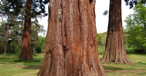 THE NATIVE TREES OF ENGLAND The Garden Of Eaden