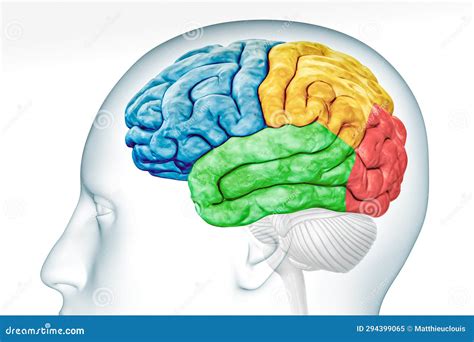 Cerebral Cortex Lobes In Color Profile View With Body Isolated On White Background Accurate D