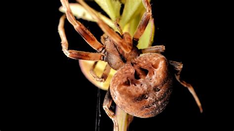 Why You Should Leave A Cat Faced Spider In Your Garden