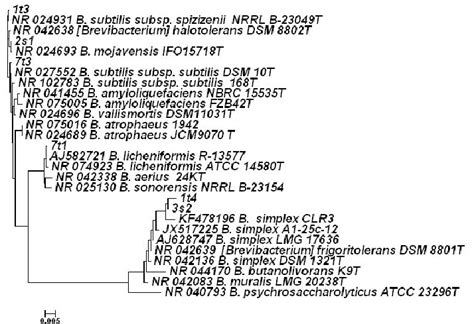 phylogenetic tree developed by nj method clustalx 2 1 mega v 6 00