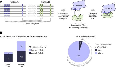 Co Evolution Of Residues Across Protein Complexes From The Evolutionary Download Scientific